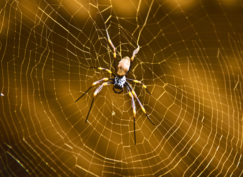 A Story of the Soldier and a Spider – My Good Time Stories