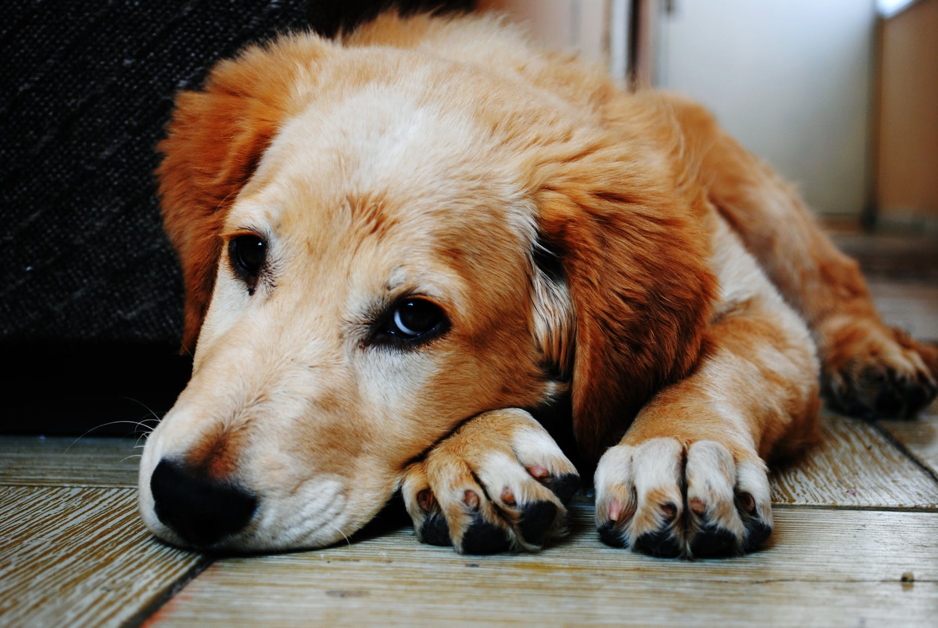 Why Dogs Live Less Than Humans – My Good Time Stories