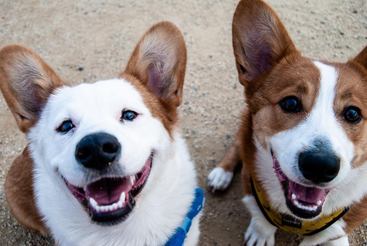 The Incredible Healing Power of Dogs – My Good Time Stories