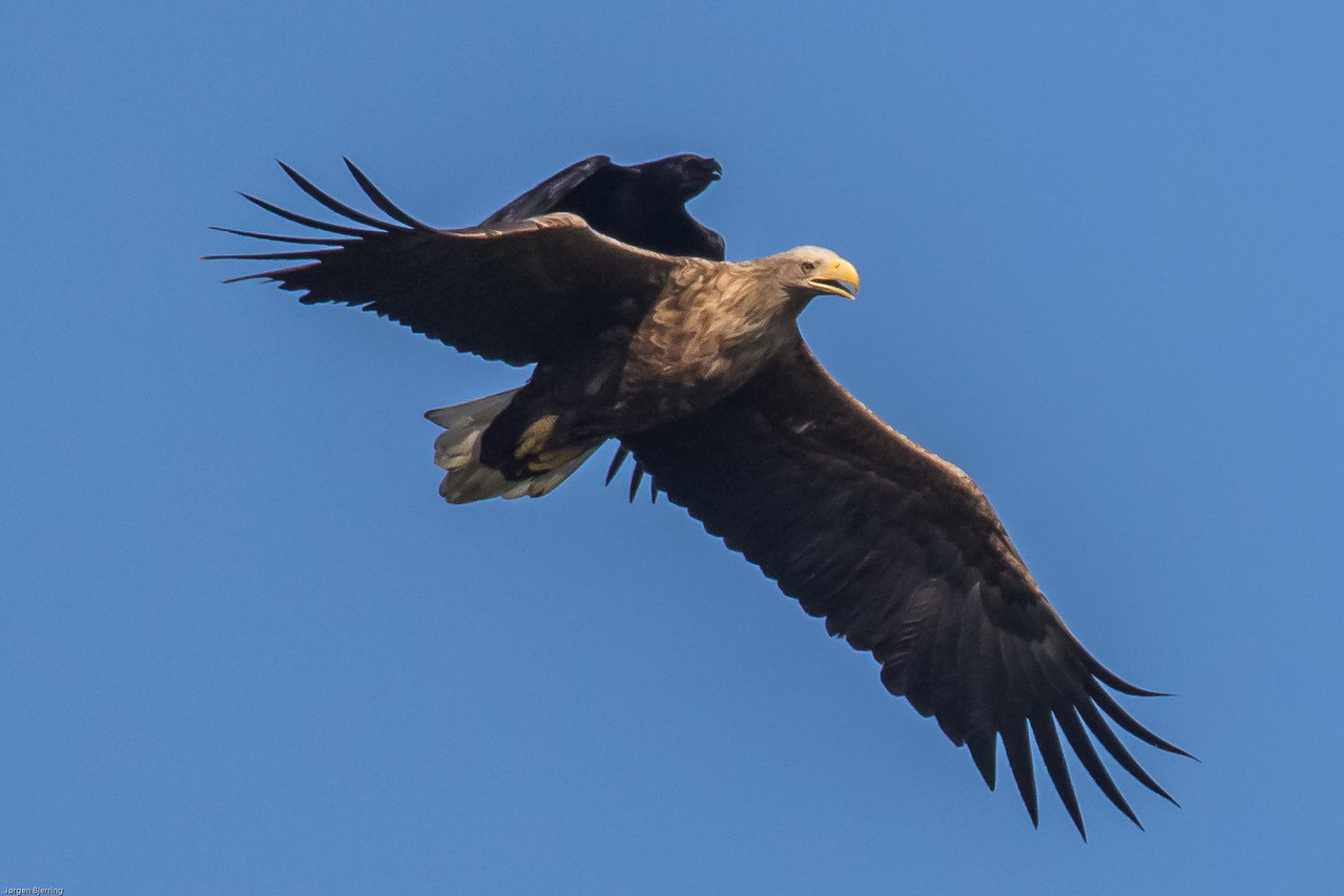 The Lesson of the Raven and the Eagle – My Good Time Stories